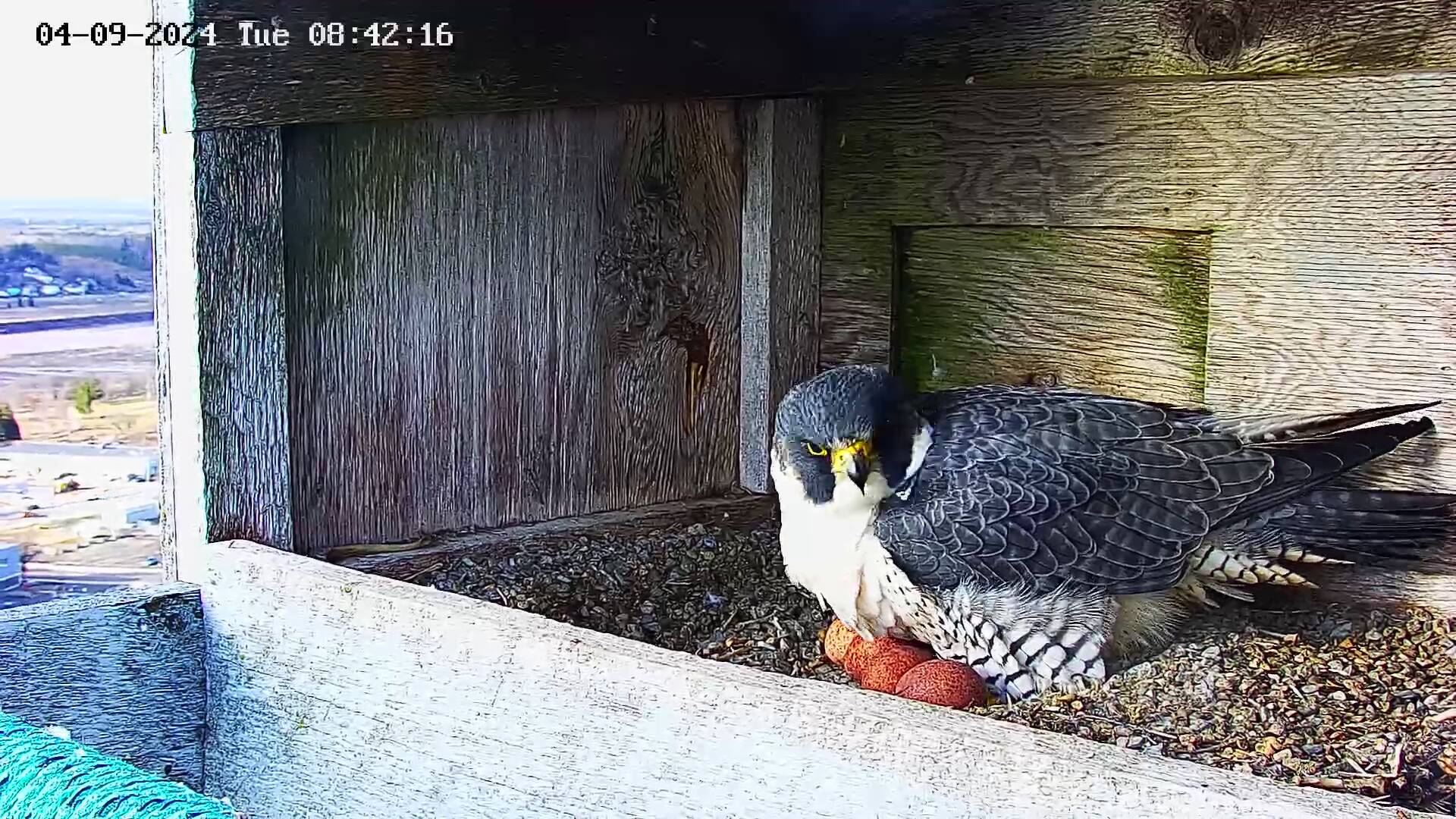 Caméra du nid du faucon pèlerin | Zoo de Magnetic Hill