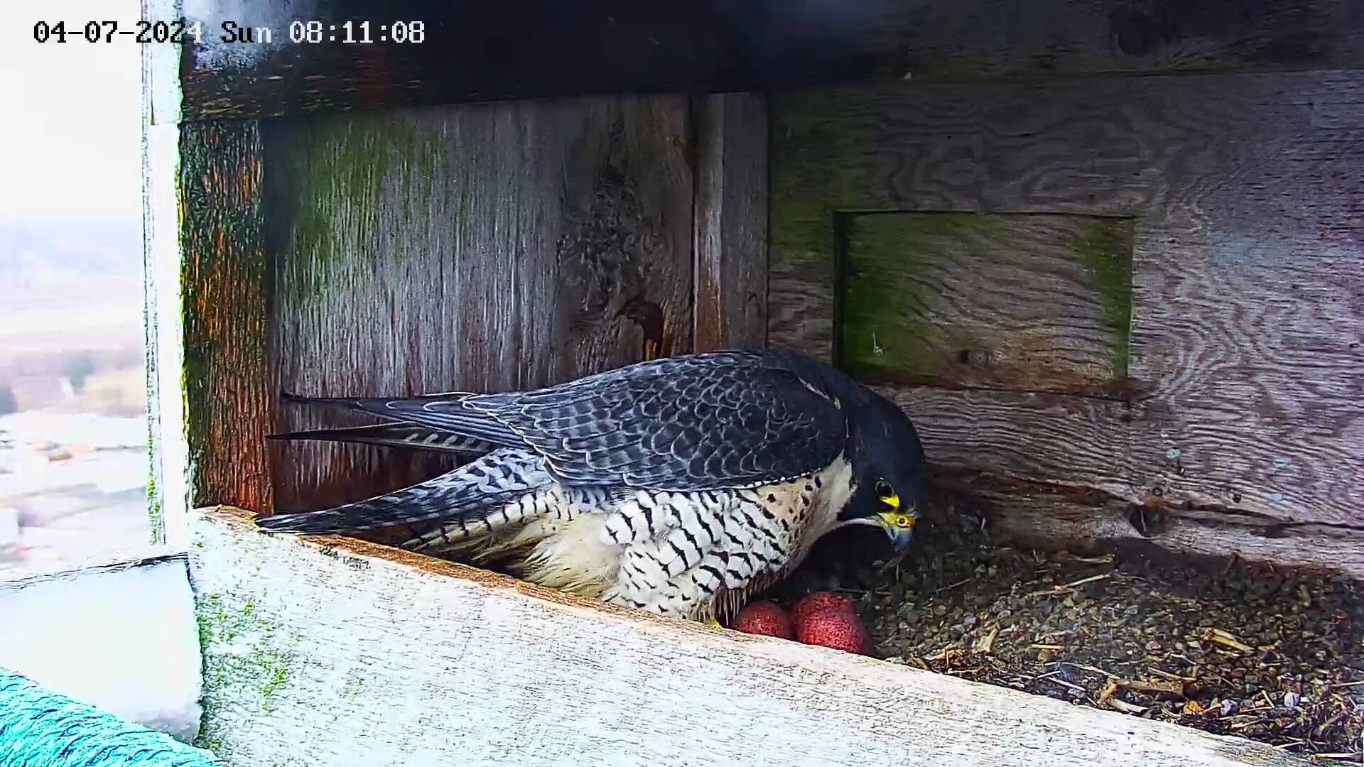 Caméra du nid du faucon pèlerin | Zoo de Magnetic Hill